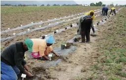 PROJEK ONTSLUIT POTENSIAAL VAN HEUNINGBOS­BEDRYF - PressReader