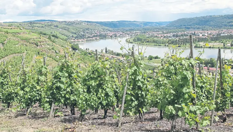 Readers’ vines - PressReader