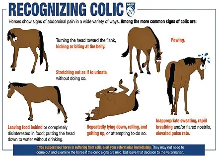 Understand­ing Colic in Horses: Causes, Prevention, and Management - PressReader