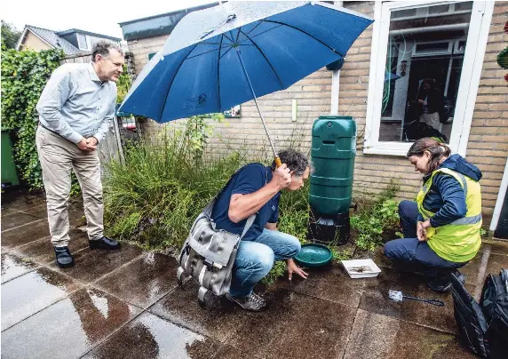 De tijgermug is lui maar heeft weinig nodig: water en mens - PressReader