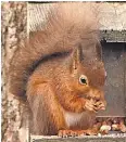 Commercial forestry ‘isn’t a threat to red squirrels’ - PressReader