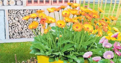 Get a pop of colour in a summer garden - PressReader