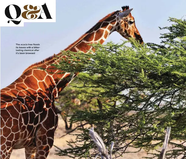 Do plants have memory? - PressReader