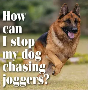 How can I stop my dog chasing joggers? - PressReader