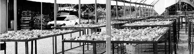 Canco ventures into co-packing - PressReader