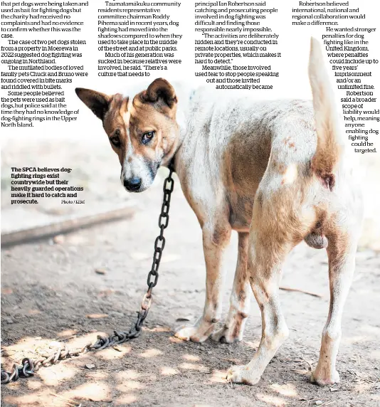 Dog-fighting rings’ rule of fear maintains secrecy - PressReader