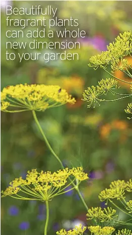 Beautifull­y fragrant plants can add a whole new dimension to your garden - PressReader