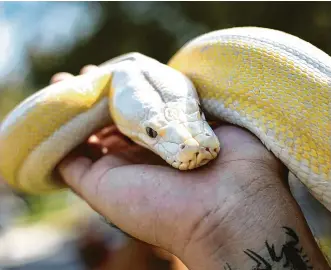 Python statt Geflügel? - PressReader