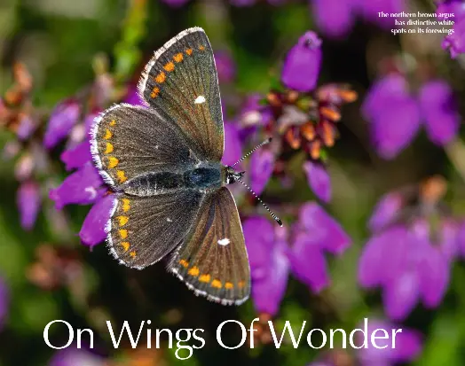 On Wings Of Wonder - PressReader