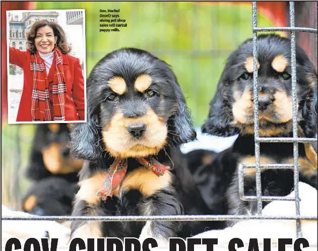 GOV CURBS PET SALES - PressReader