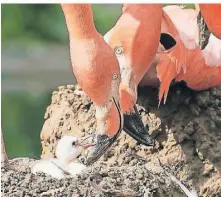 Klein, flauschig, niedlich – Nachwuchs bei den Flamingos - PressReader