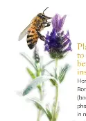 Plant herbs to attract beneficial insects. - PressReader