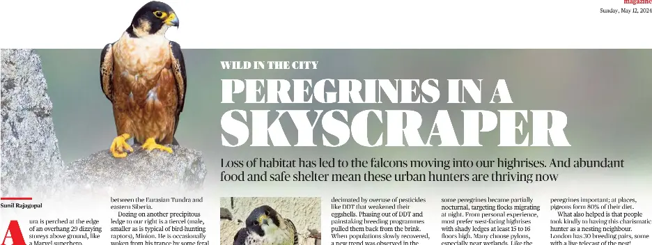 Loss of habitat has led to the falcons moving into our highrises. And abundant food and safe ...