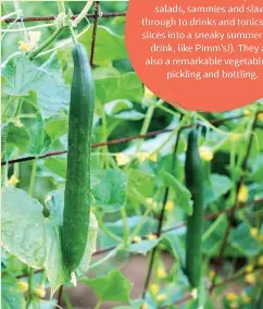 Summer hero - PressReader