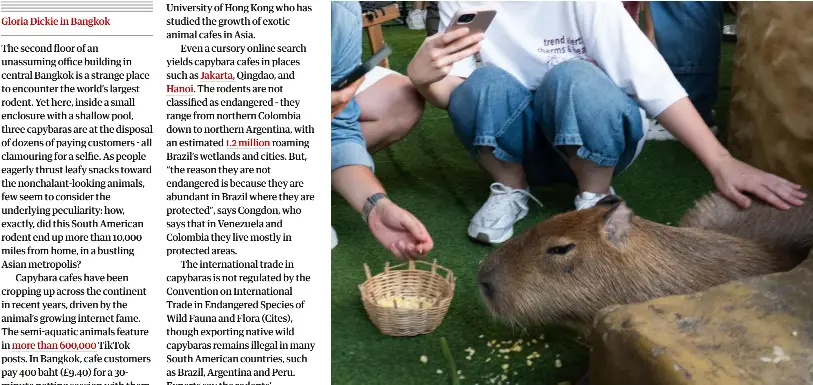 Cuddling capybaras and ogling otters: the problem with animal cafes in ...