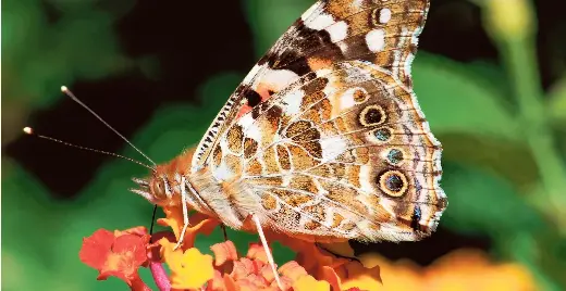 From gene to wings: decoding the migration pattern of painted lady ...