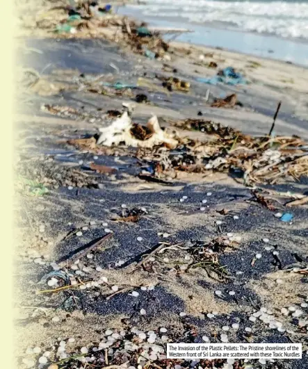 Plastic pellet pollution along Sri Lankan shores - PressReader