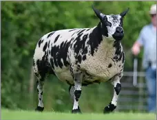 Knap Texel ewe lamb tops at £8200 - PressReader