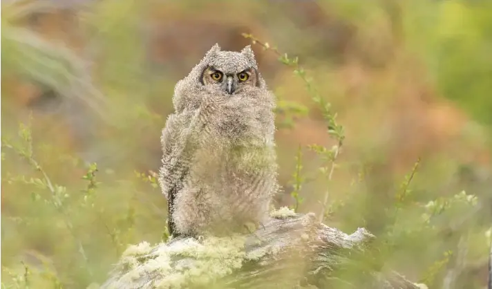 Científico­s creen que el Tucúquere es una nueva especie - PressReader