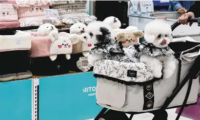 Take a stand against pet smuggling - PressReader