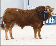 Anside Supra top at 13,000gns - PressReader