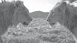 ‘Mufasa’ puts Shakespear­ean spin on ‘Lion King’ - PressReader