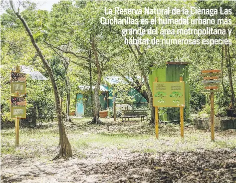Tesoro natural en el corazón de Juana Matos - PressReader