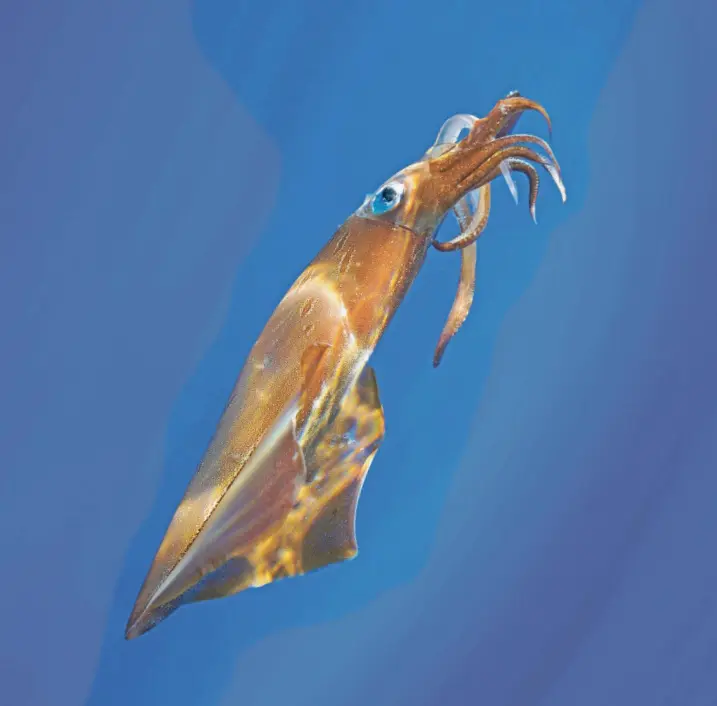 Von Kalmaren und Menschen - PressReader