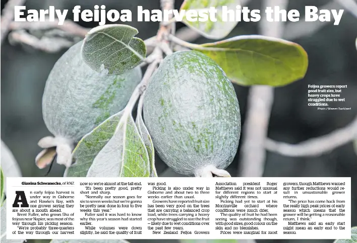 Early feijoa harvest hits the Bay - PressReader
