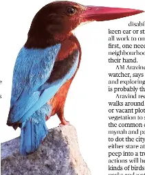 From around the world flock to Tamil Nadu, we speak to experts on the nuts and bolts of birding ...