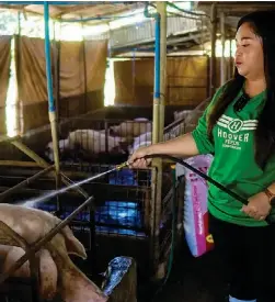 Pig tips for beginners - PressReader