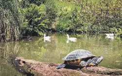 Pest in a half-shell – Tākaka’s rogue turtle raises alarm bell ...