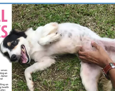 WHY DOGS ROLL ON THEIR BACKS - PressReader