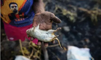 Nigeria to host first Lassa fever treatment trials for 40 years ...