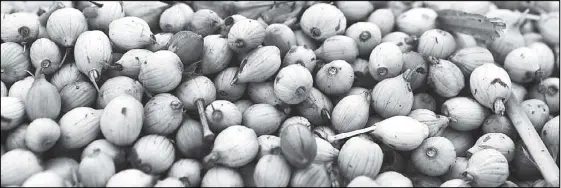 Adlay: A healthy, all-Filipino breakfast cereal - PressReader