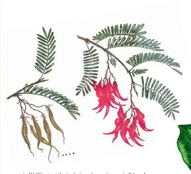 New Zealand’s history of botanical art - PressReader