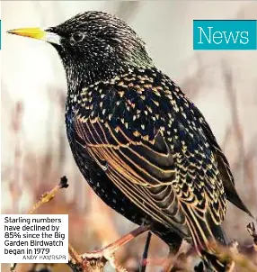 Lowest starling numbers ever in annual bird count - PressReader