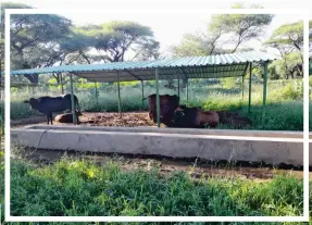 Chibuwe, a Technical High School in the making - PressReader