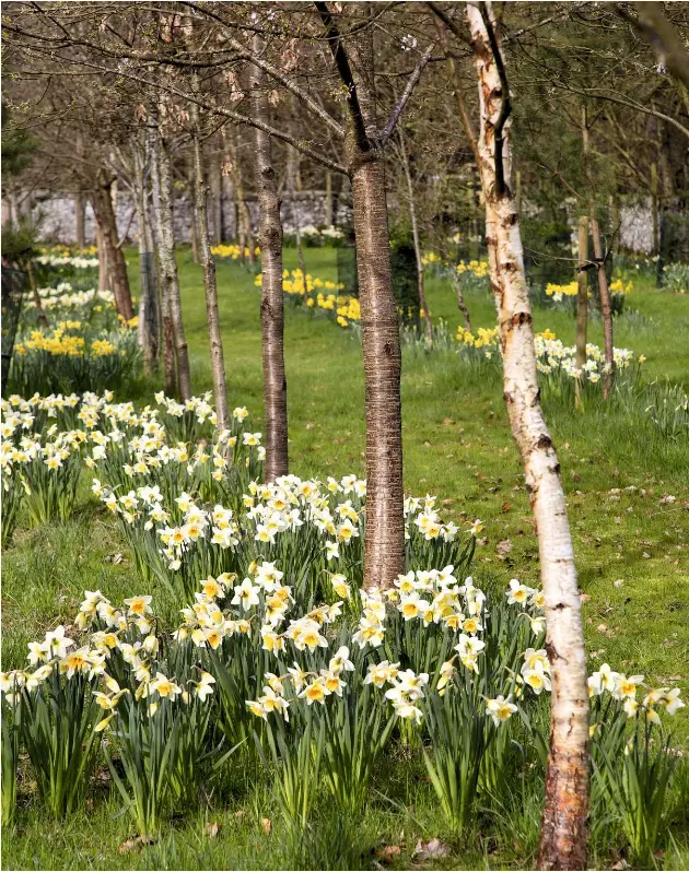 A legacy of daffodils - PressReader