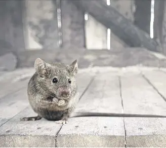 We’re all rooting for Welsh Tidy Mouse, after seeing it clean up its ...