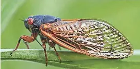 Will eating a cicada make a dog sick? - PressReader
