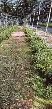 Pendapatan naik 80 peratus guna teknologi fertigasi pintar - PressReader