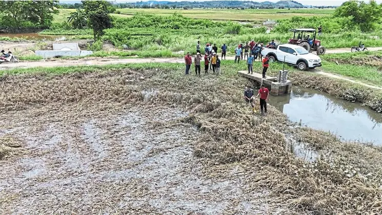 A rice-ing problem - PressReader