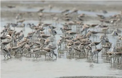 SMC honored for environmen­tal stewardshi­p - PressReader