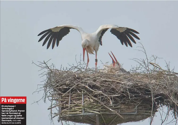 STORKE- REKORD - PressReader