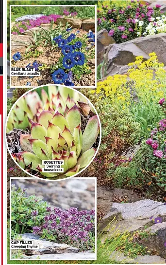 Do your rockery groundwork and find exciting plants that are perfect for planting in spring ...