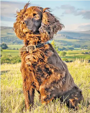 Aggression linked to cocker spaniel colour - PressReader