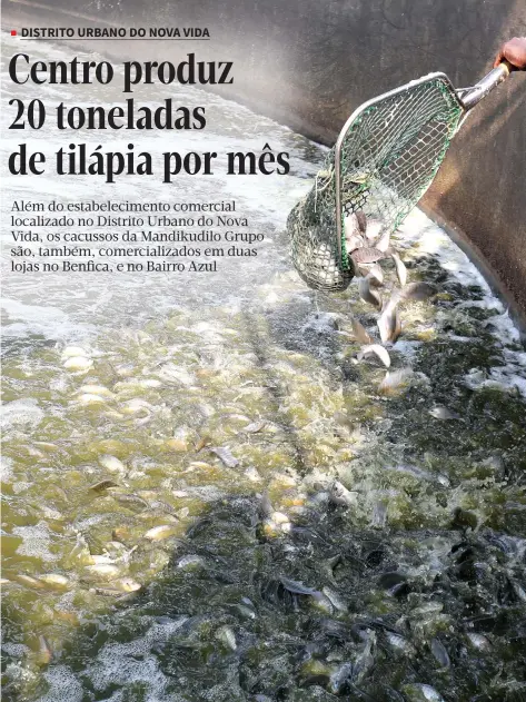 Centro produz 20 toneladas de cacusso por mês - PressReader