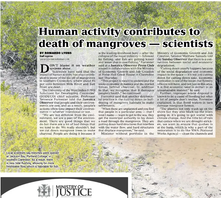 Human activity contribute­s to death of mangroves — scientists - PressReader