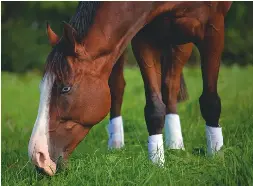 Vet clinic Can horses with “slipped hock” injuries recover fully and ...